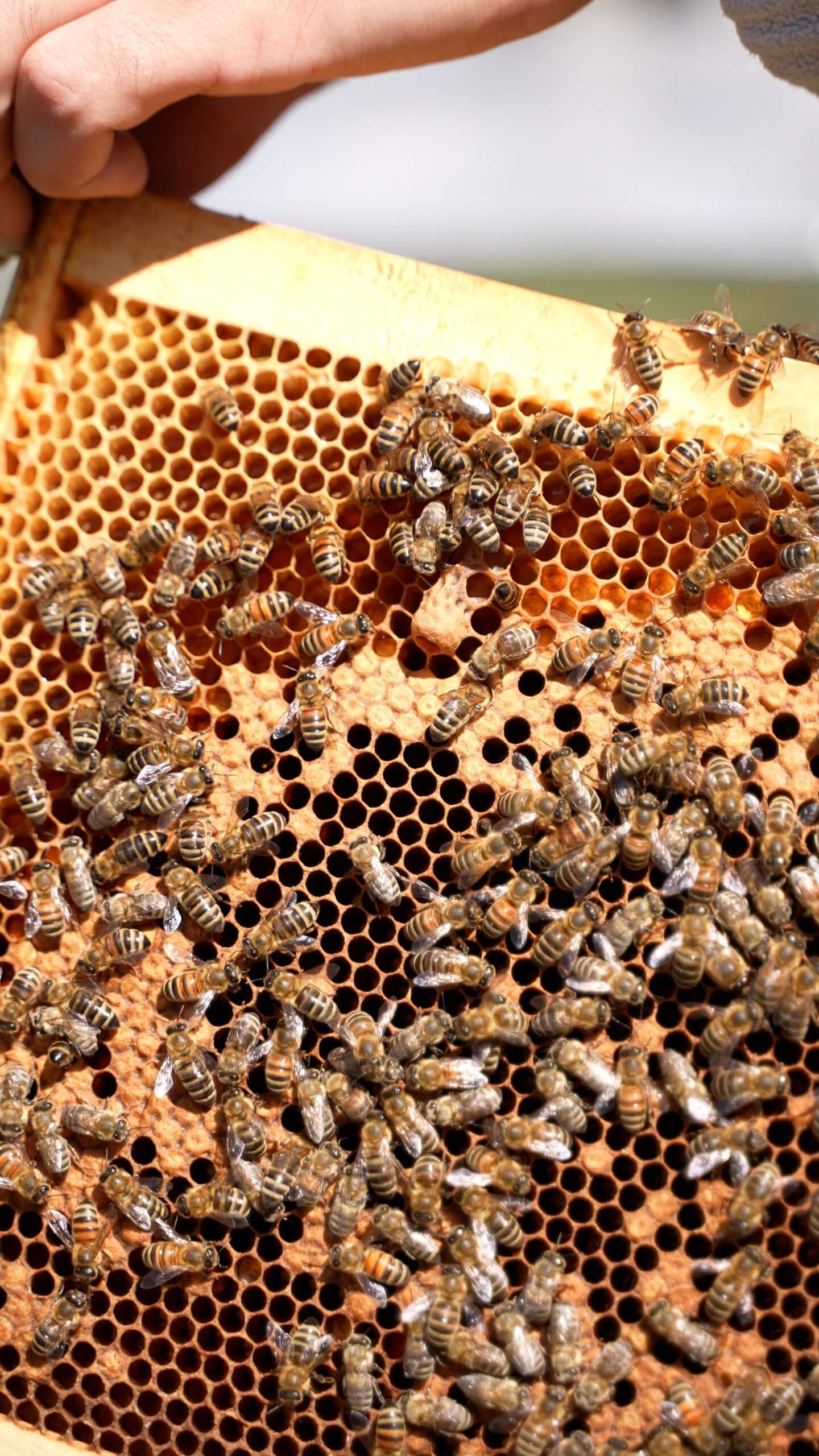 Docloop obeležio Svetski dan pčela sadnjom i edukacijom | Vesti | Docloop